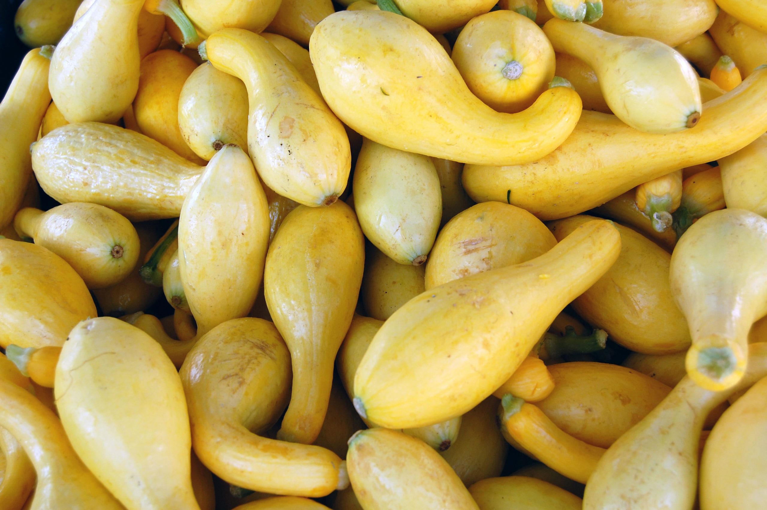 Fresh yellow squash – Connecting Local Producers with Retailers - Crop2 ...