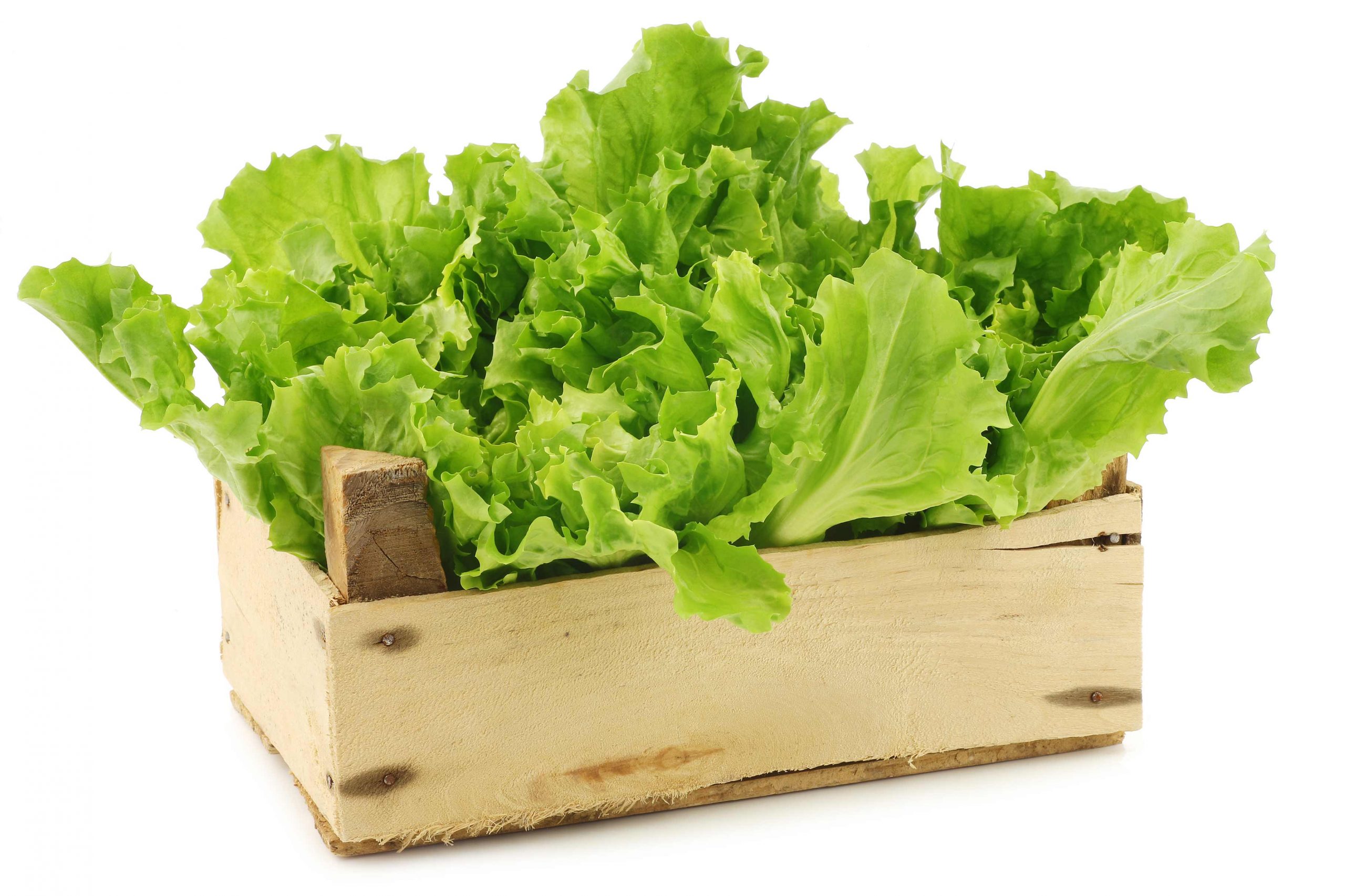 Freshly harvested endive – Connecting Local Producers with Retailers ...